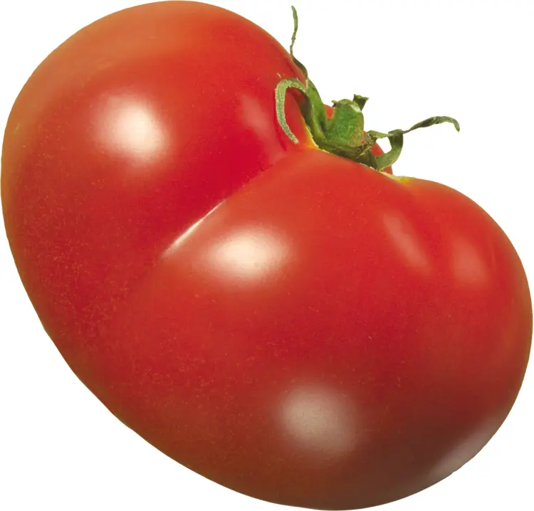Fresh Red Tomato