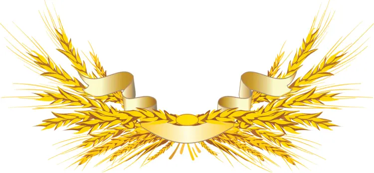 Golden Wheat with Ribbon for Harvest Celebration