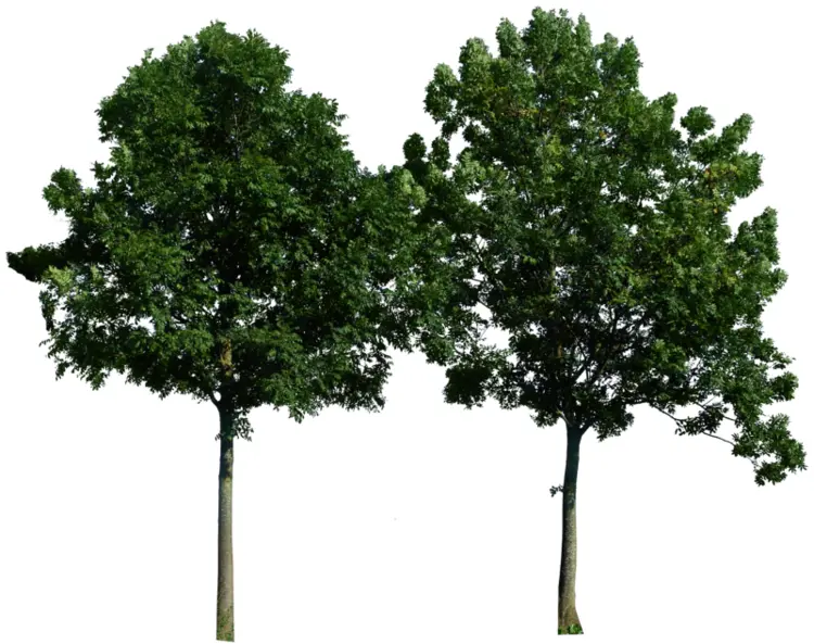 Pair of Green Trees
