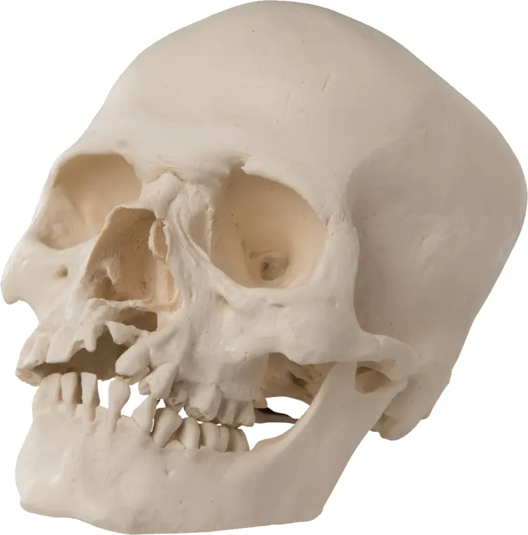 Human Skull Side View