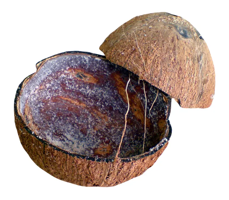 Open Brown Coconut Shell