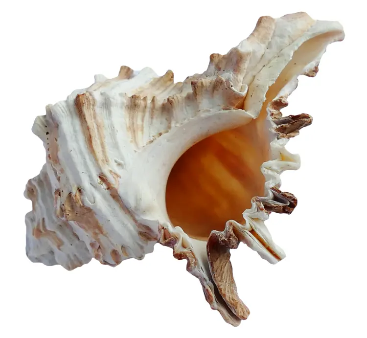 Spiky Conch Shell from the Ocean